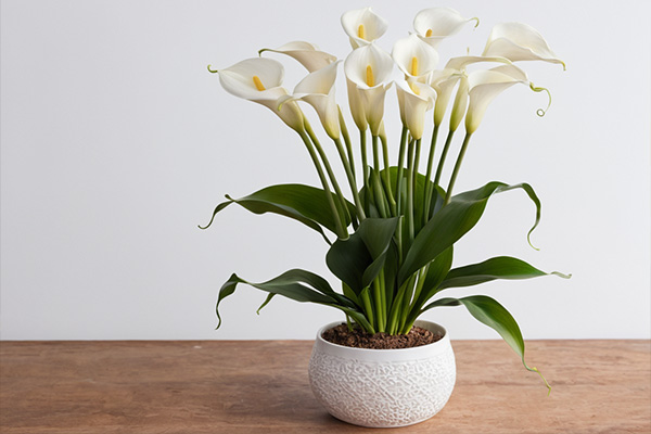 Pianta di calla bianca: guida completa per cura e coltivazione