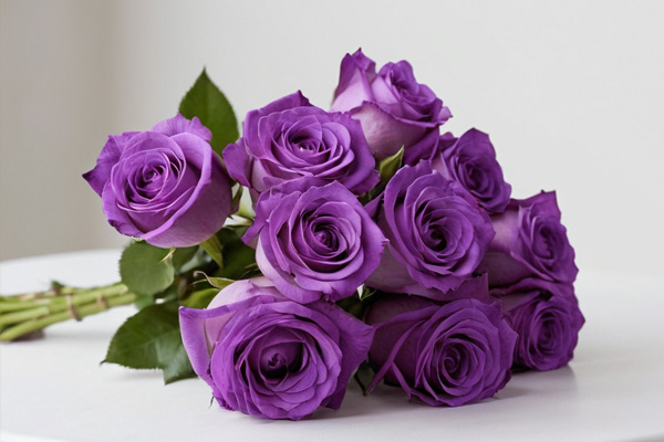 Significato e simbolismo della rosa dal colore viola